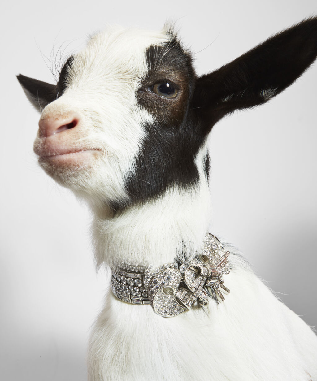 Dan Forbes | Brides – Hello Artists