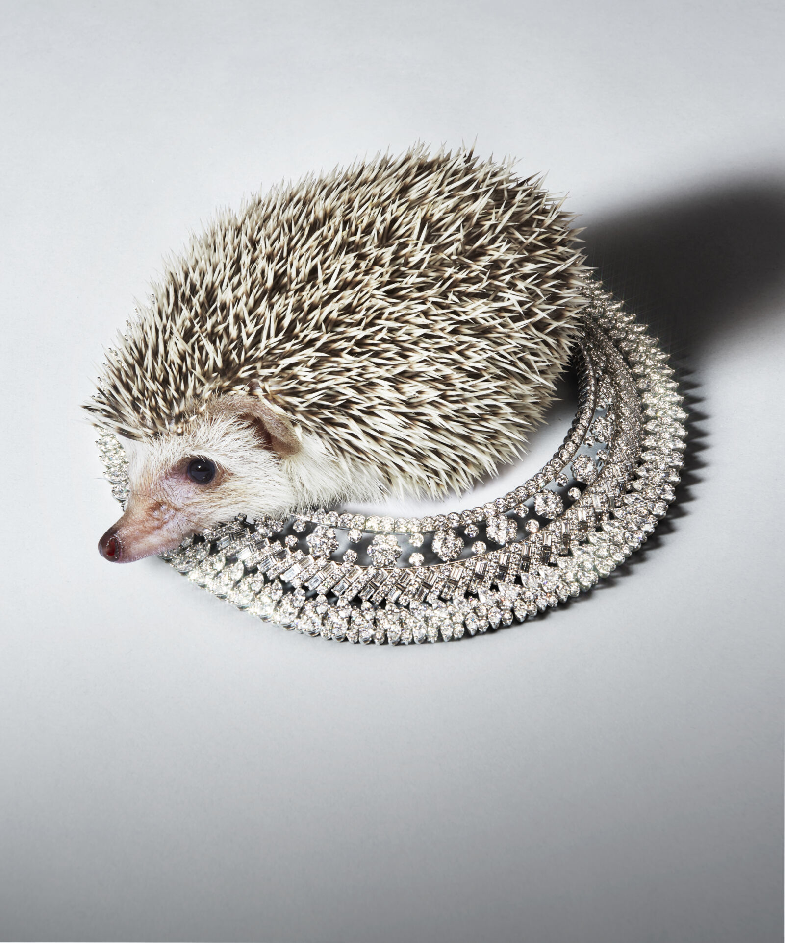 Dan Forbes | Brides – Hello Artists